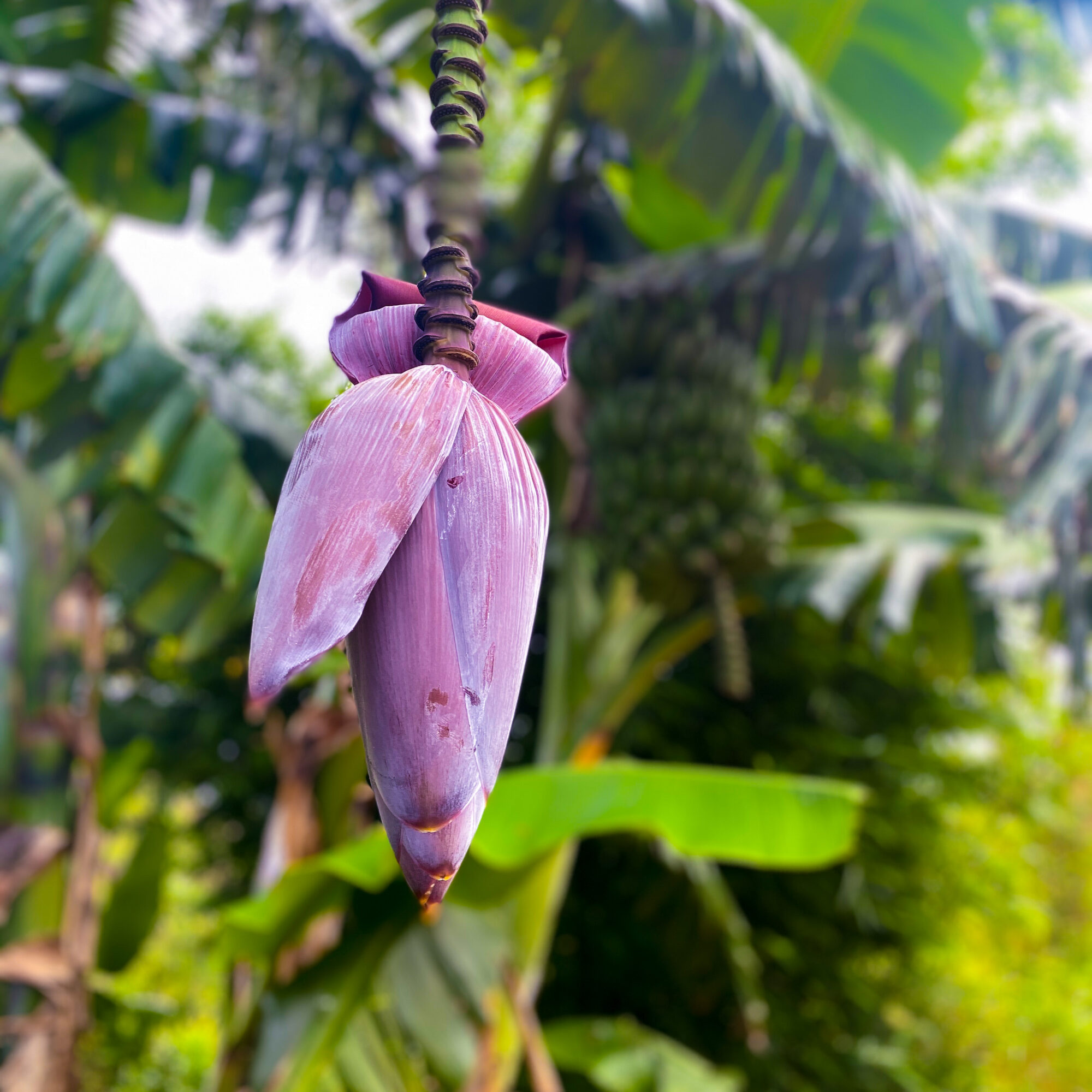 About - Purple Maiʻa